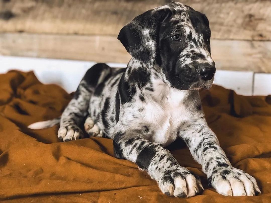 Adorable Great Dane Puppies for Sale in PA Under $500 - Great Dane Spot
